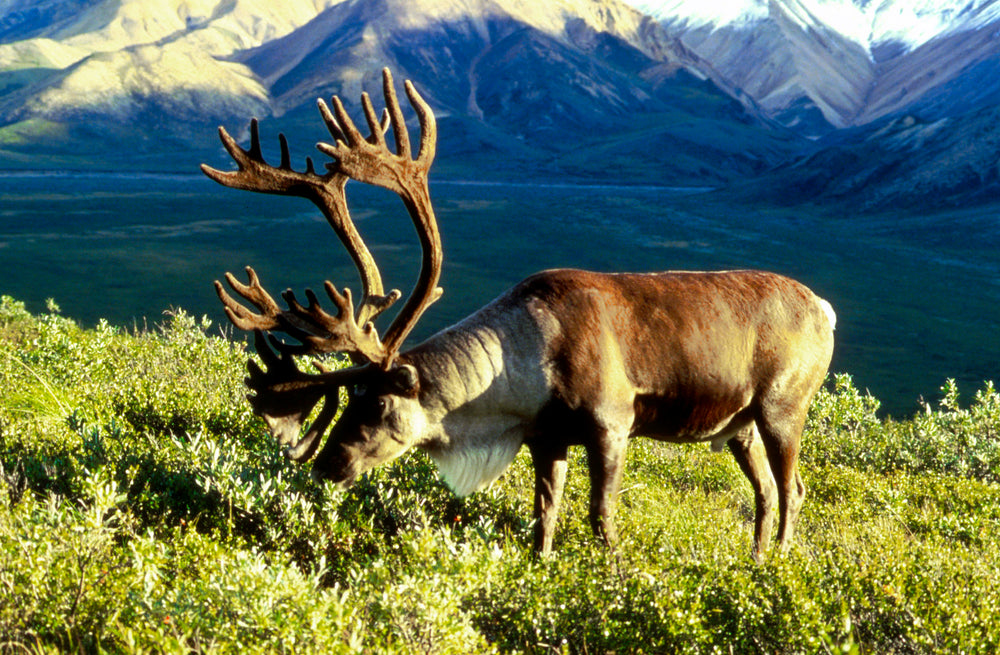 Elite Hunt Club – EHC